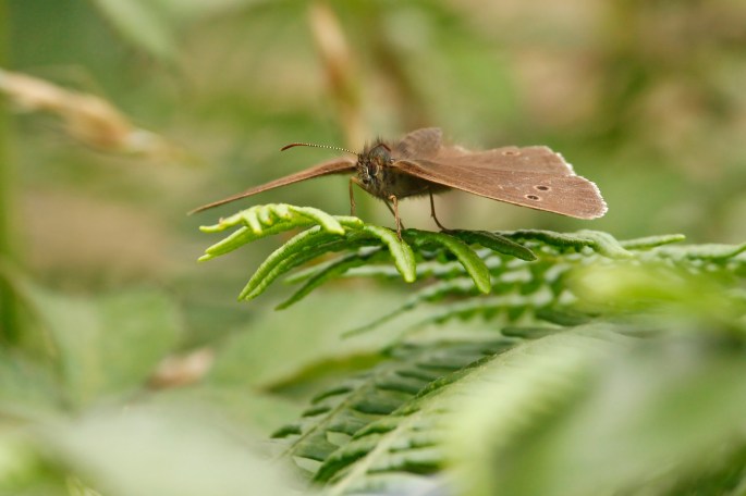 Events – WildSpace