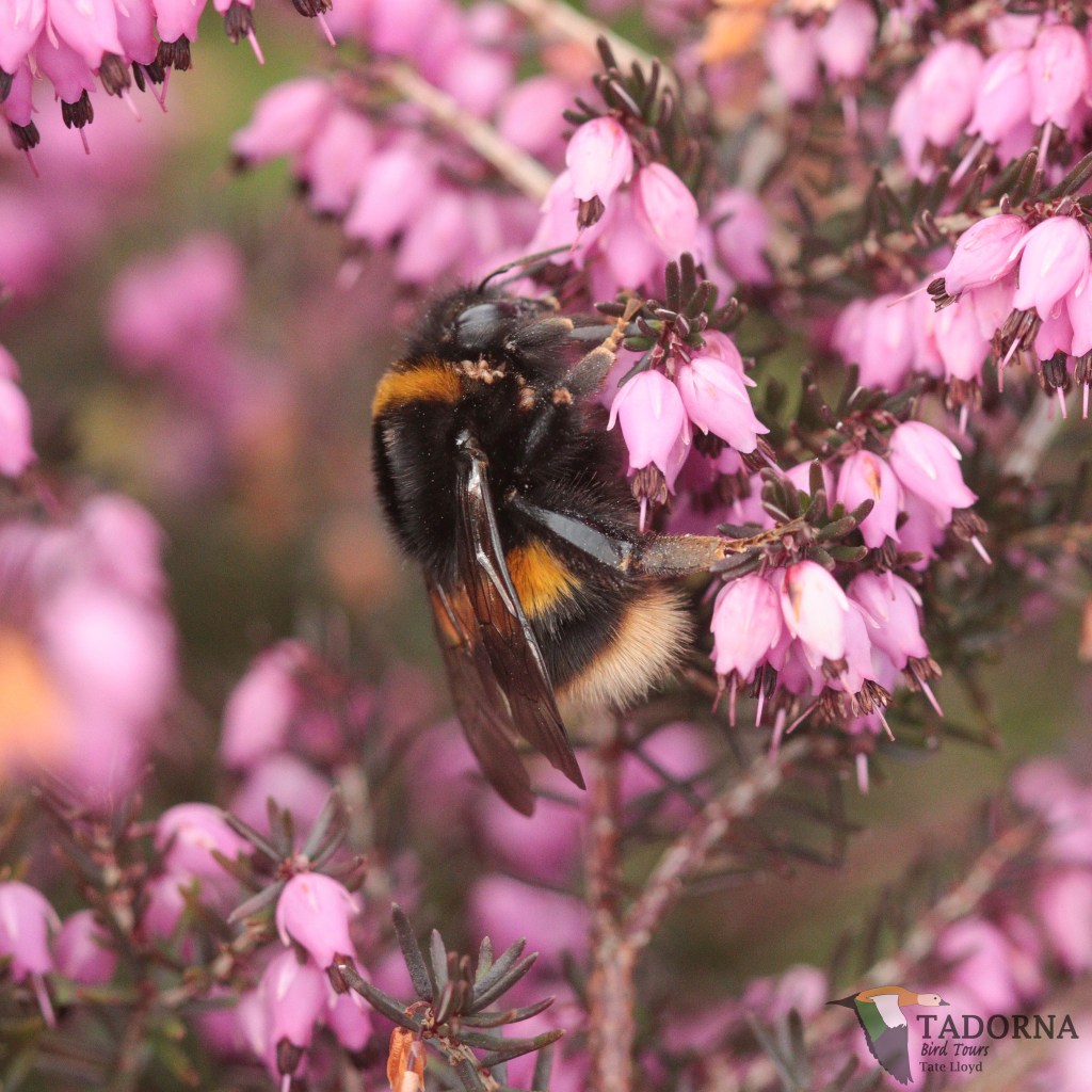 Community Wildlife Homes – WildSpace
