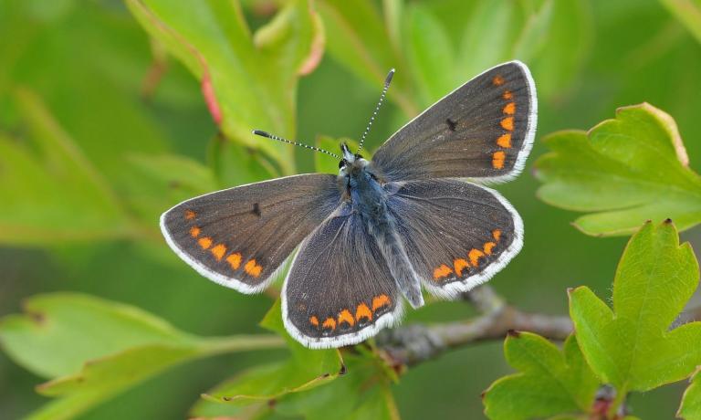 Events – WildSpace