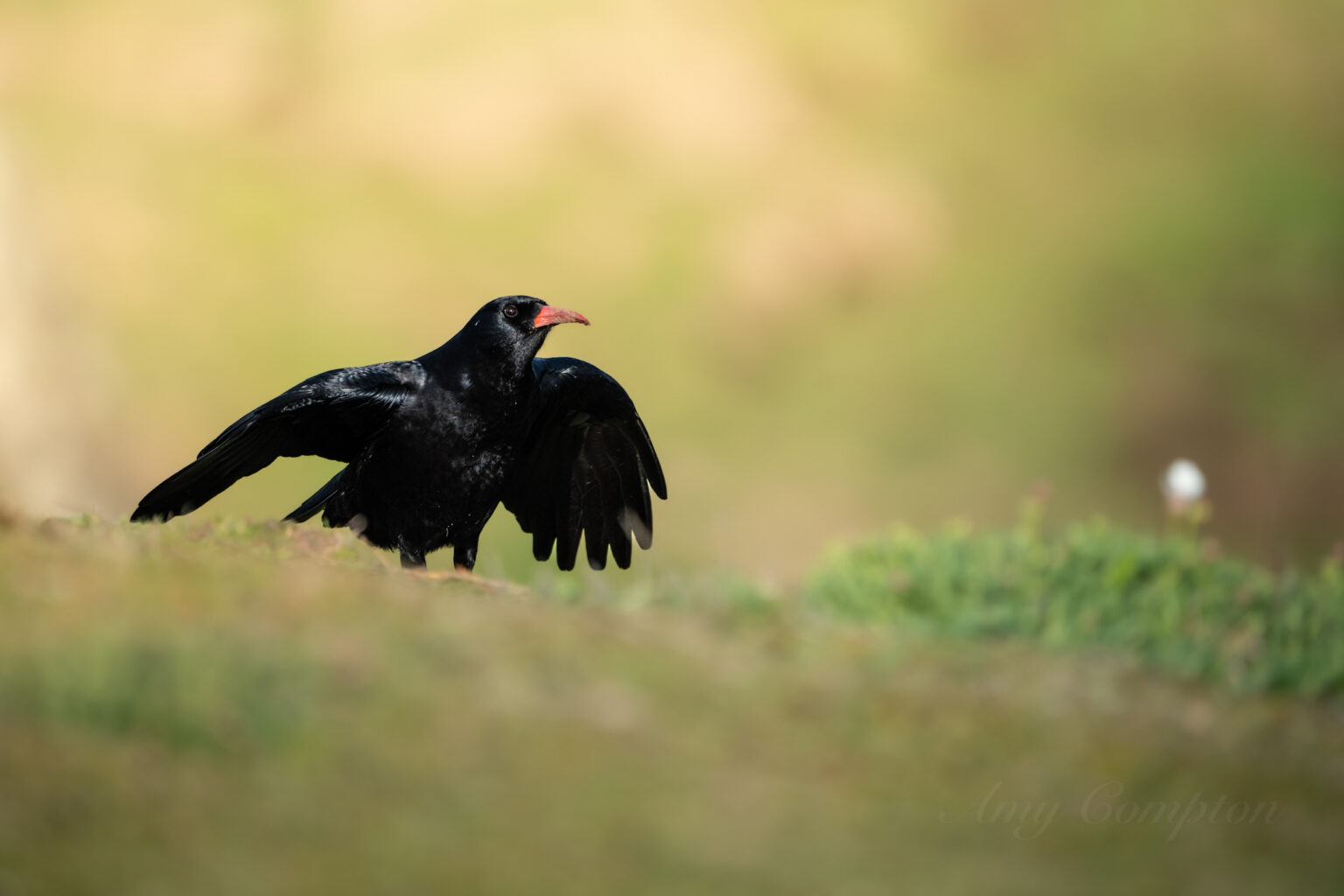 Getting to Know Britain’s Brilliant Corvids - WildSpace